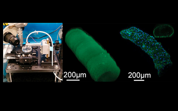 MicroFab喷墨打印应用案例——微血管 - 睿度光电 RUIDU