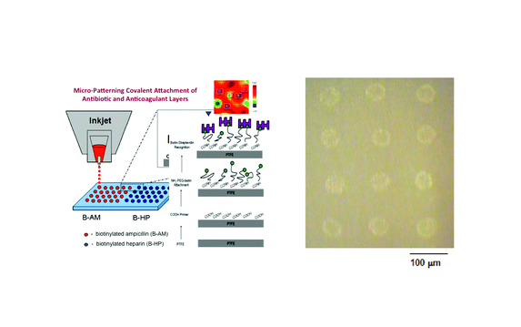 MicroFab喷墨打印应用案例——聚（四氟乙烯）（PTFE）表面上链霉亲和素-生物素-氨苄西林/肝 - 睿度光电 RUIDU