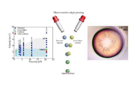MicroFab喷墨打印应用案例——3D水凝胶微结构 - 睿度光电 RUIDU