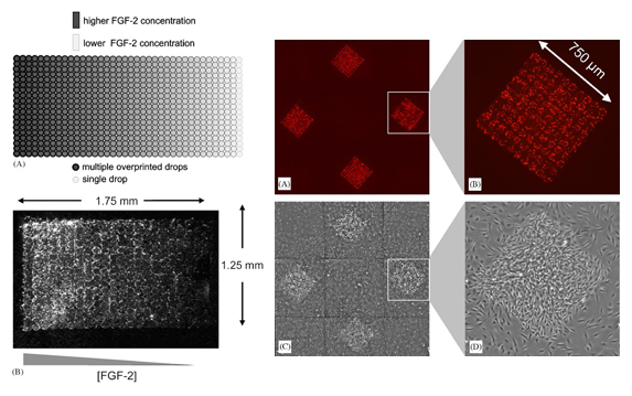 MicroFab喷墨打印应用案例——打印生长因子2 - 睿度光电 RUIDU