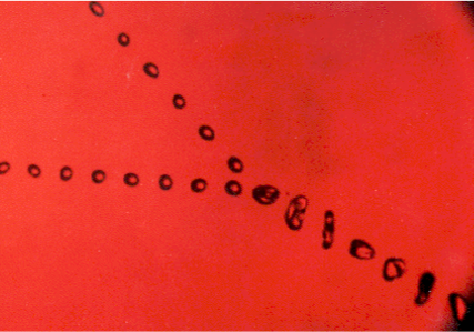 睿度光电RUIDU——应用 - 基础理化研究 - MicroFab