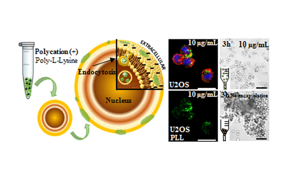 MicroFab喷墨打印应用案例——活体单细胞打印 - 睿度光电 RUIDU